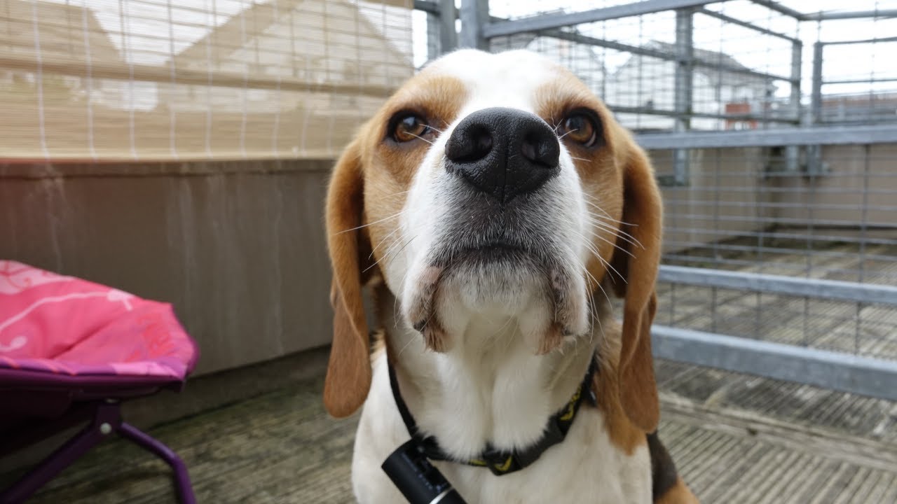 Beagles play together in epic slow-motion fun