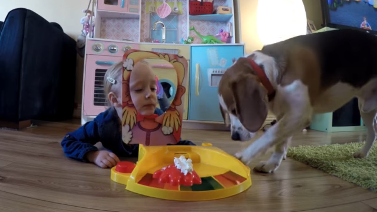 Dog and little girl play a hilarious pie face game