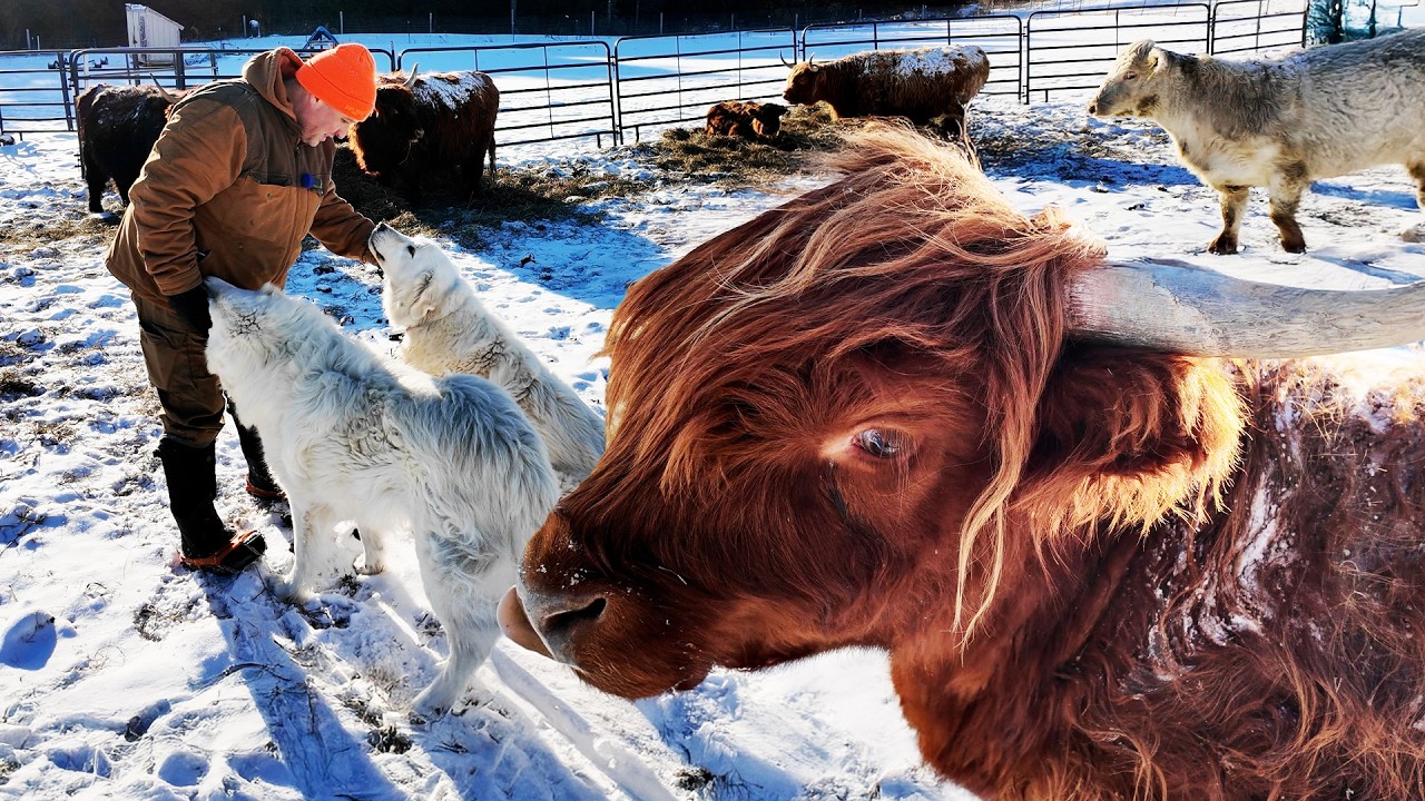 Unexpected animal friendships on our farm