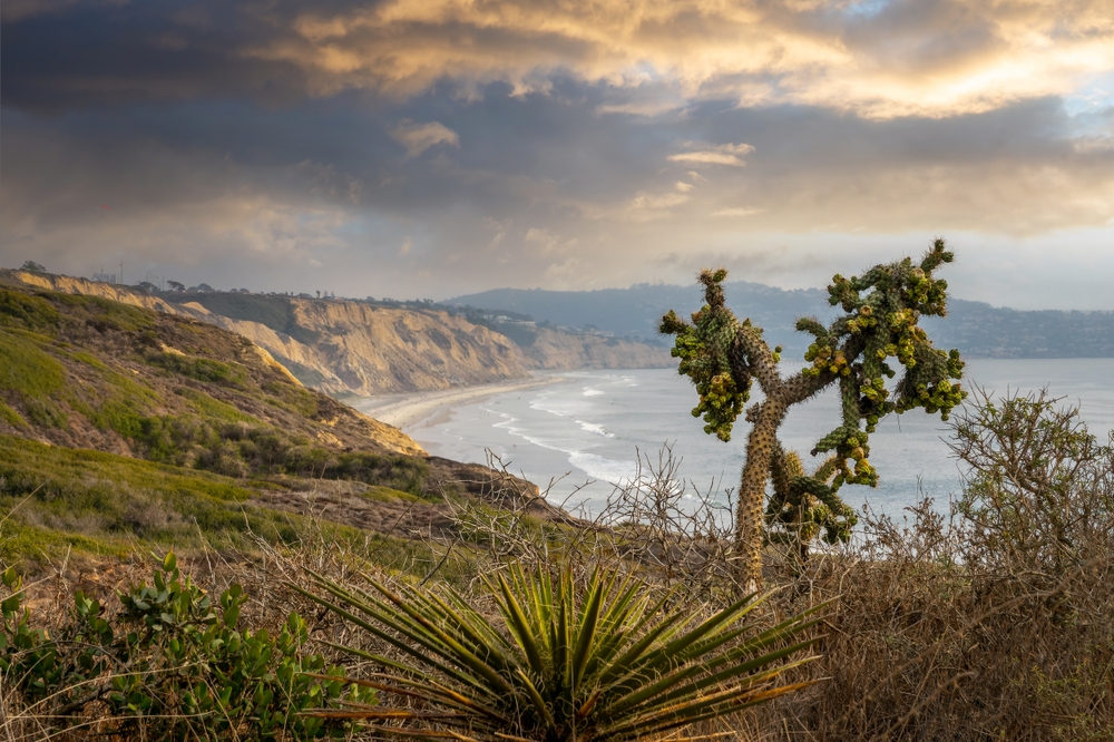 Ancient Rare Pines Cling to Sandstone Cliffs at This Wild Southern ...