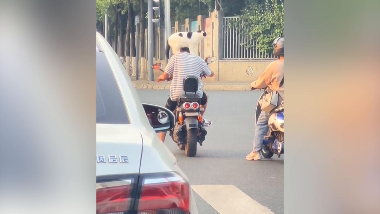 Pet cat sits on motorcycle riders shoulders