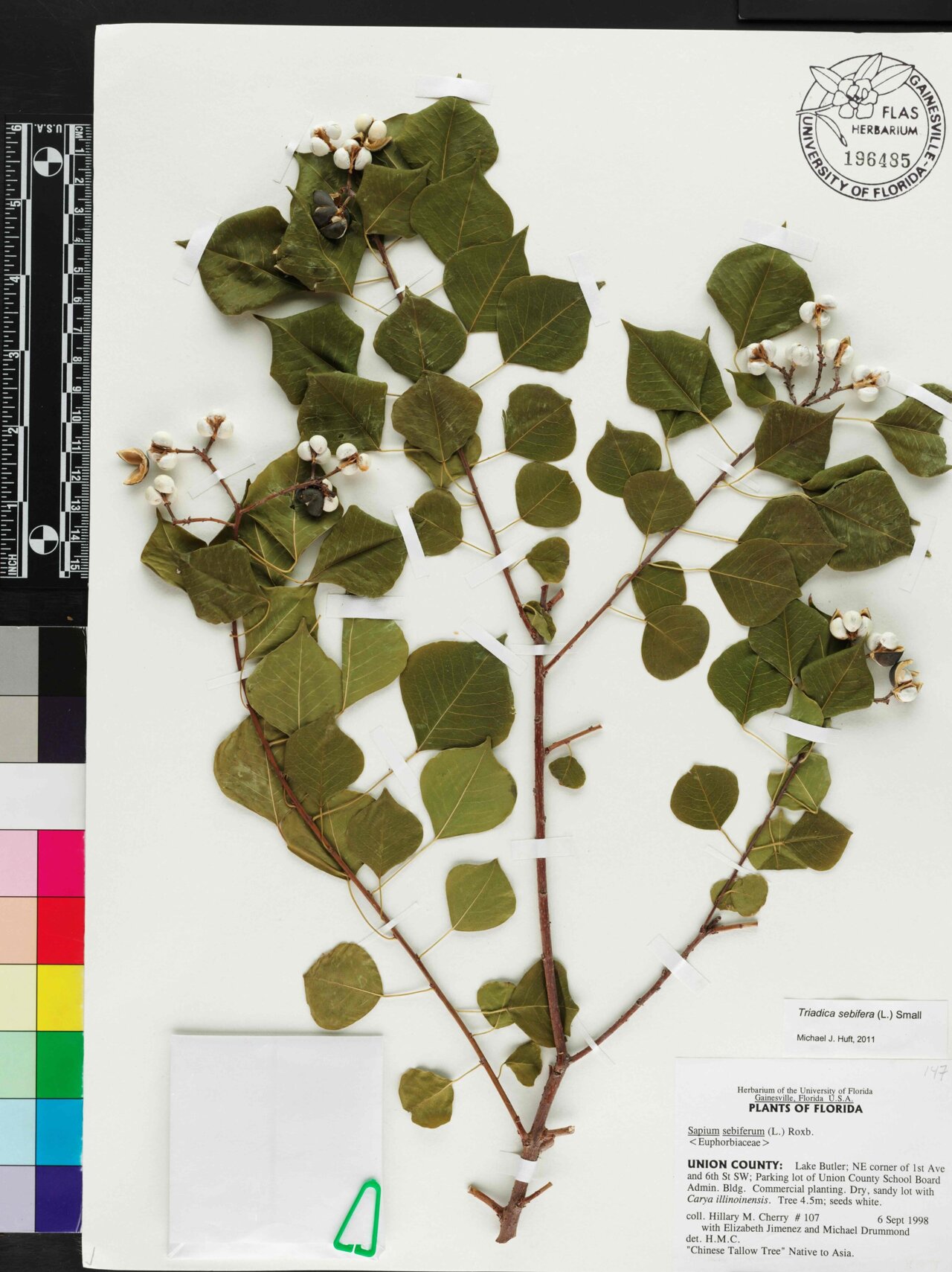 Non-native trees gain ground in eastern US, reducing native species ...