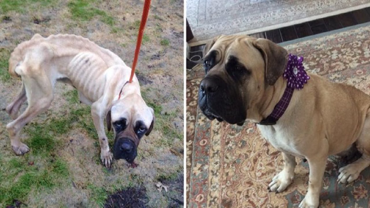 Dog Starved And Thrown Out Of Car Finally Gets A Second Chance At Life
