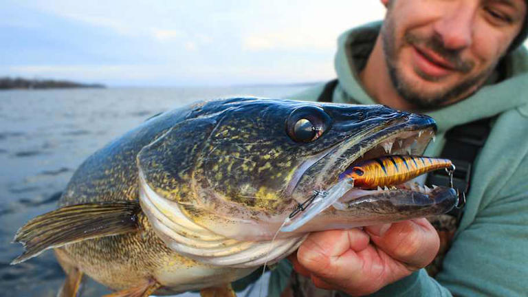 5 Best Walleye Lures You Can't Be Without