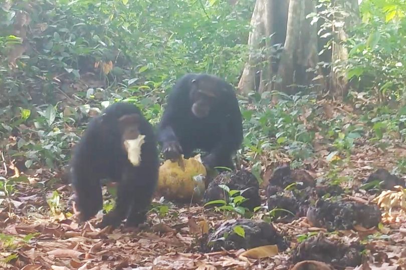 Wild chimps filmed sharing 'boozy' fruit to 'bond' like humans do with ...