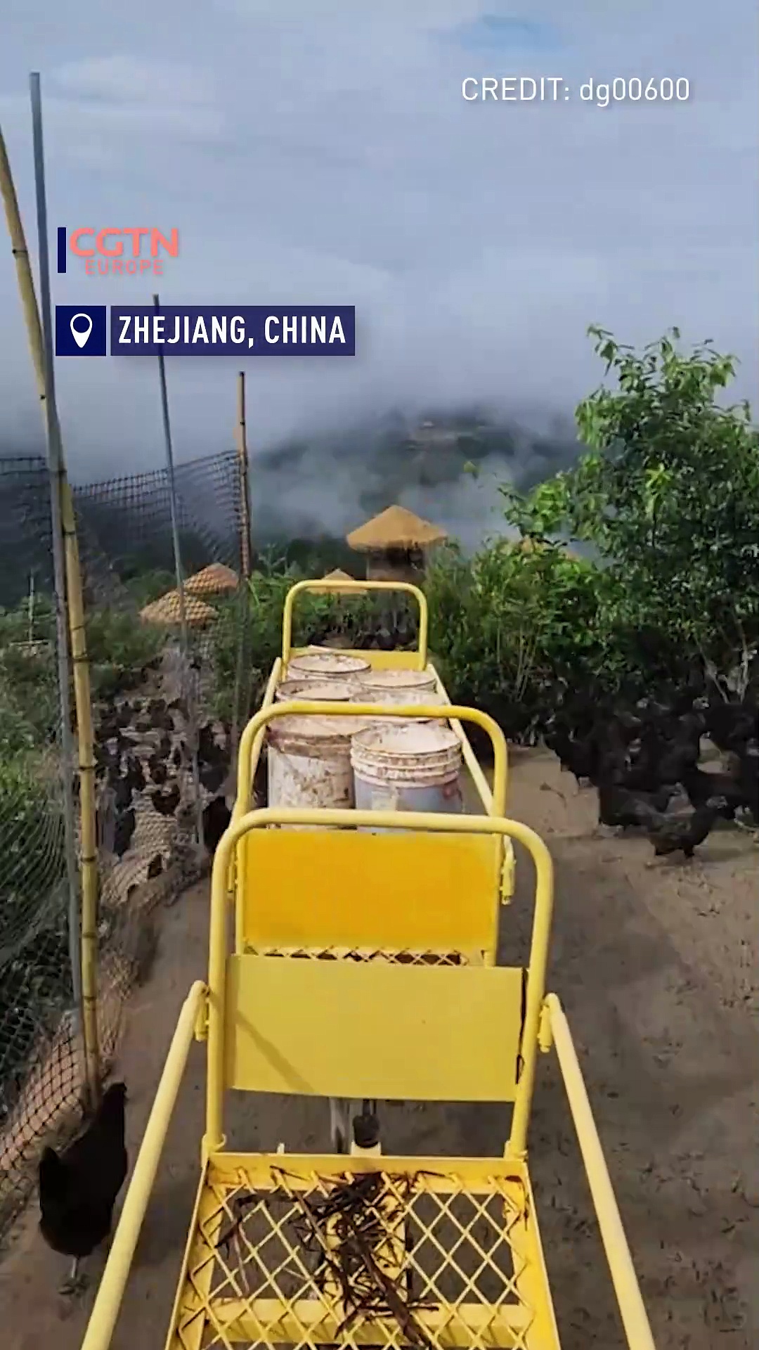 Mountain farmers build mini-rail system to feed 6,000 chickens