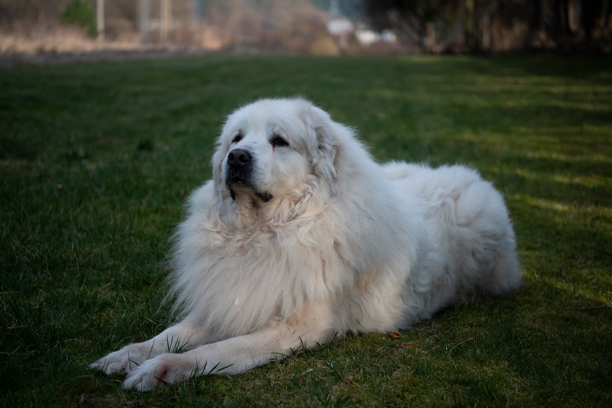 Pregnant Great Pyrenees' Hilarious 'Birth Plan' Leaves Human Mom Puzzled