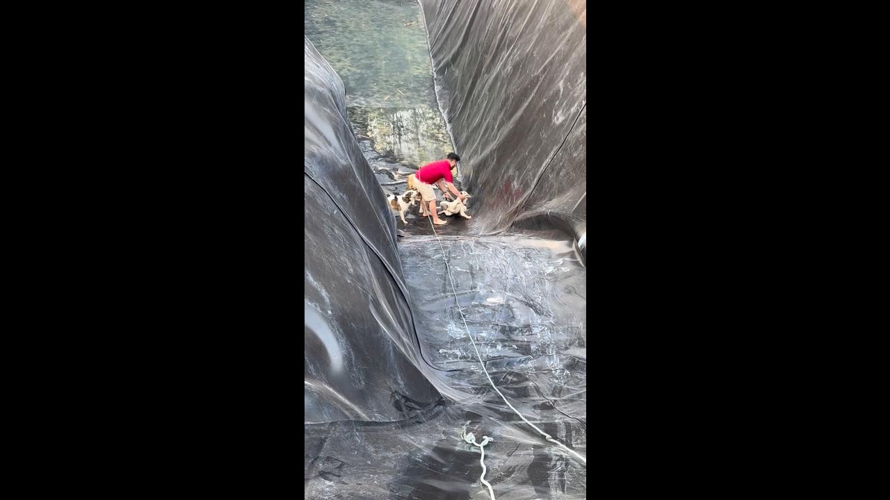 Relative slides into reservoir to save sister's stranded pet dogs