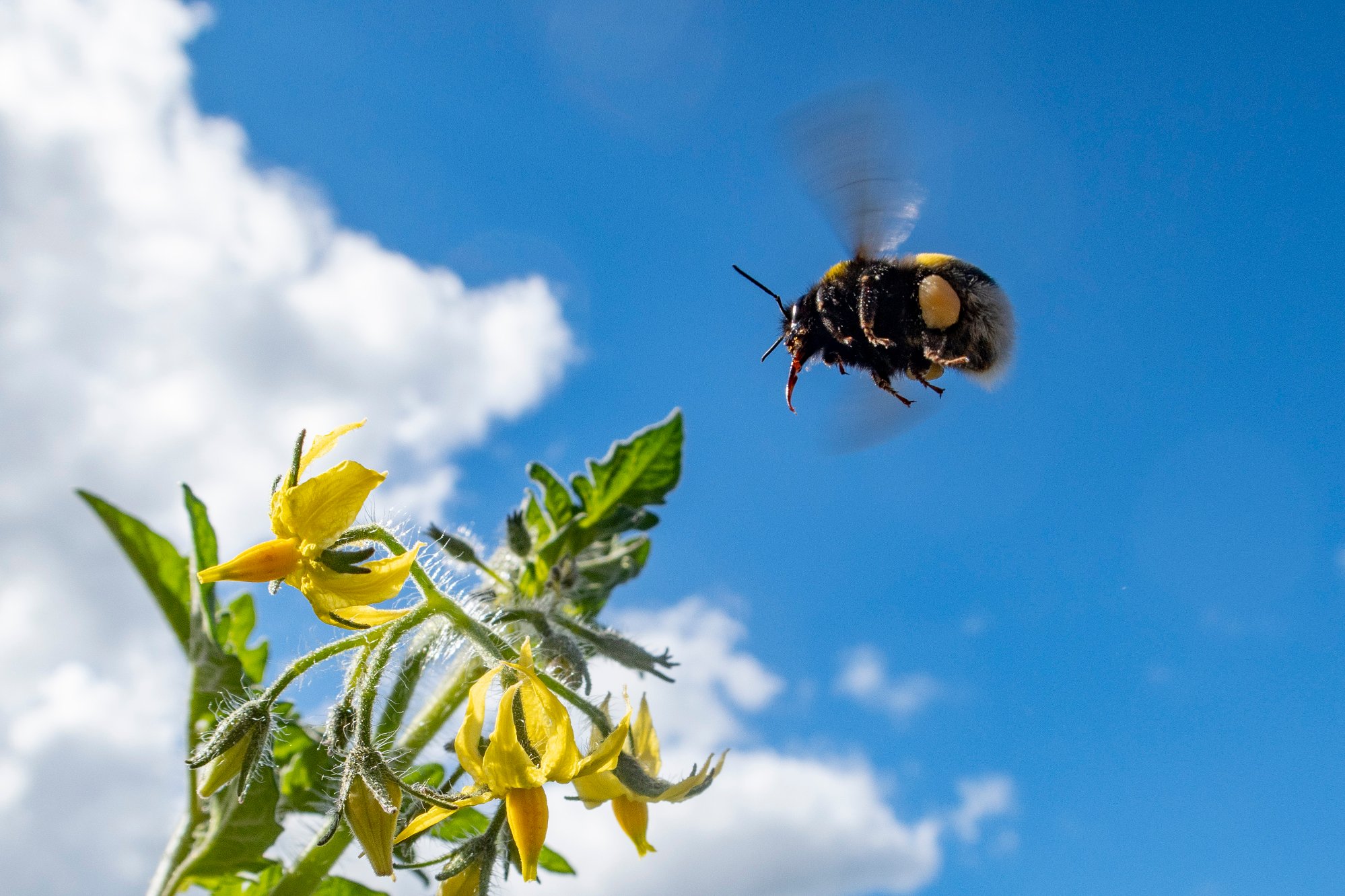 Derfor ser du ekstra store humler nå: – Det haster