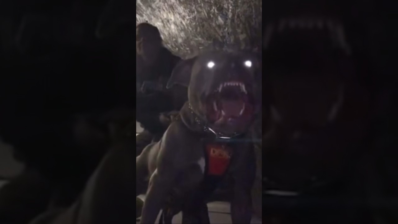 Imagine Seeing This Fearsome Dog Down A Dark Alley