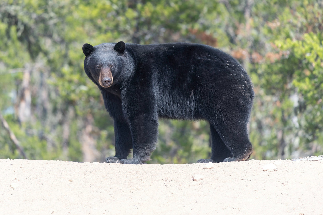 Il y aura de plus en plus d'ours dans les forêts du Québec