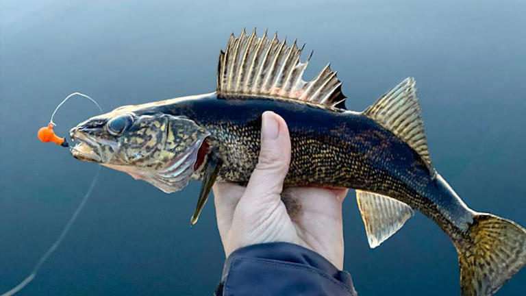 5 Best Walleye Lures You Can't Be Without