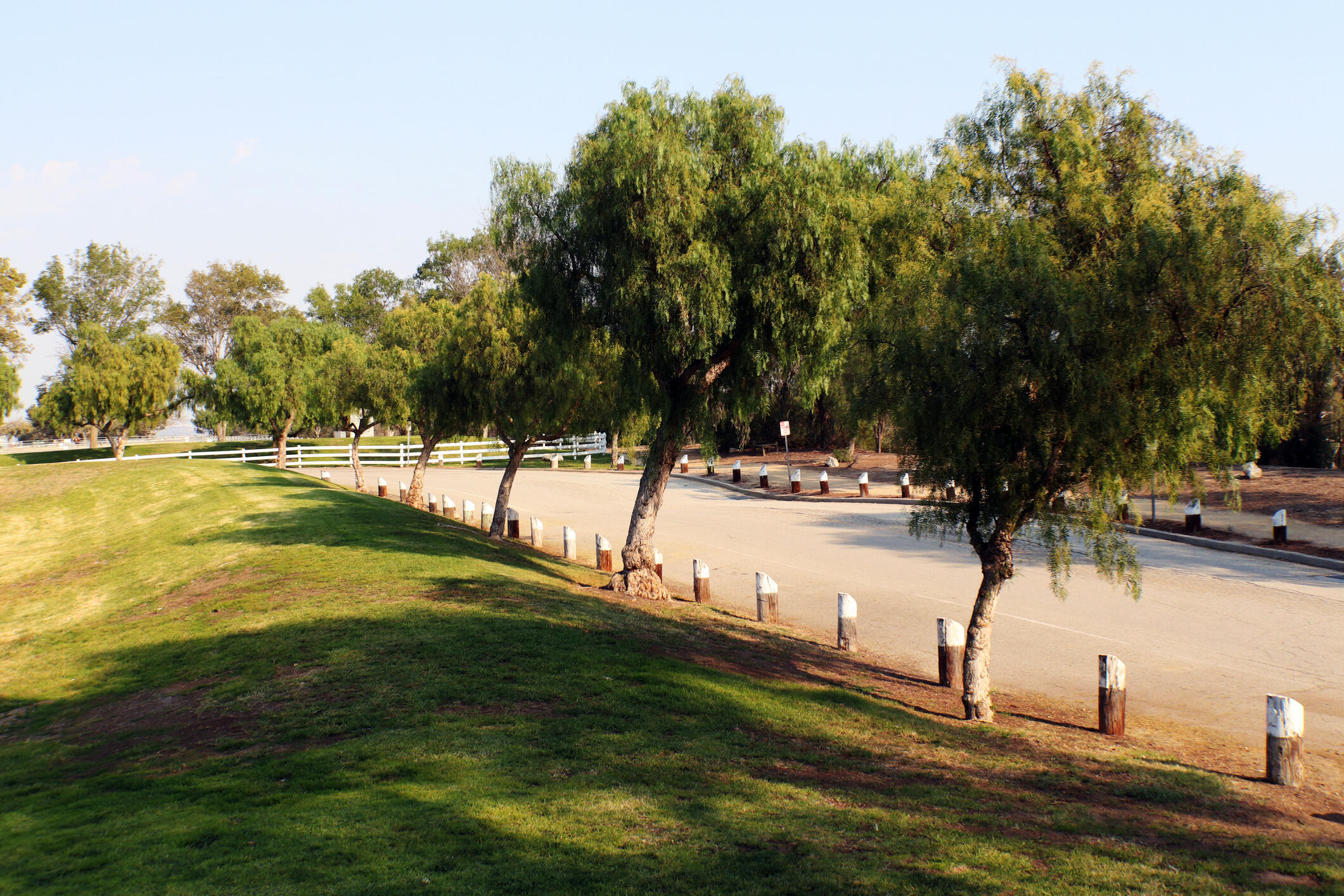 Vandals Cut Down Dozens of Trees in Downtown Los Angeles