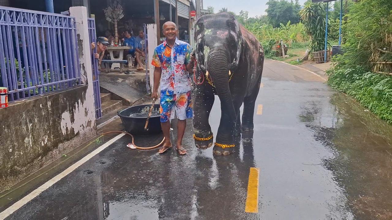 Pet elephant joins in Songkran celebrations in Thailand