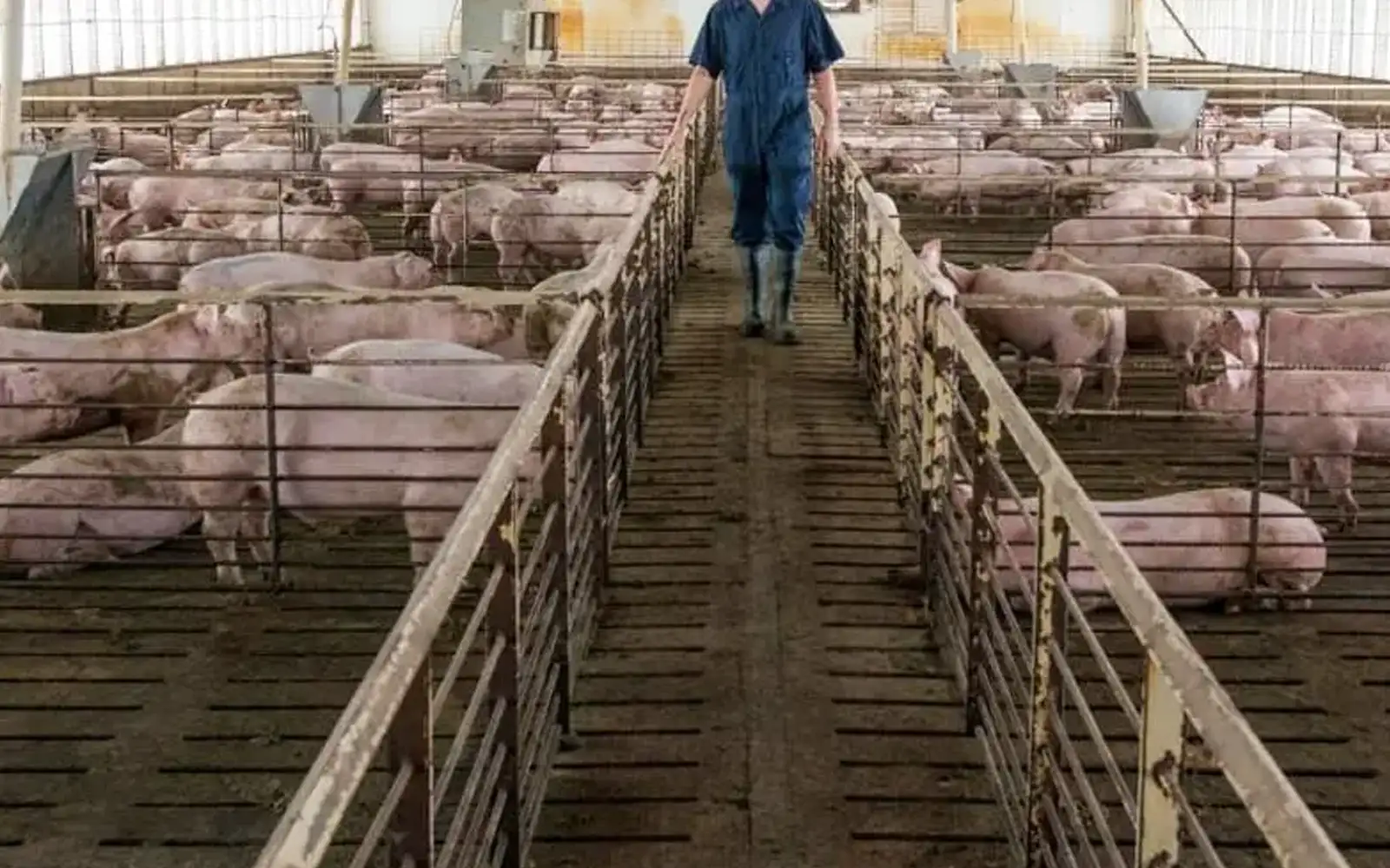 Selangor govt to shut down pig farms in Tanjung Sepat, expedite relocation