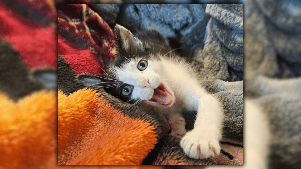 A Hope's Feline Fix Fest offers affordable cat care packages in Milton