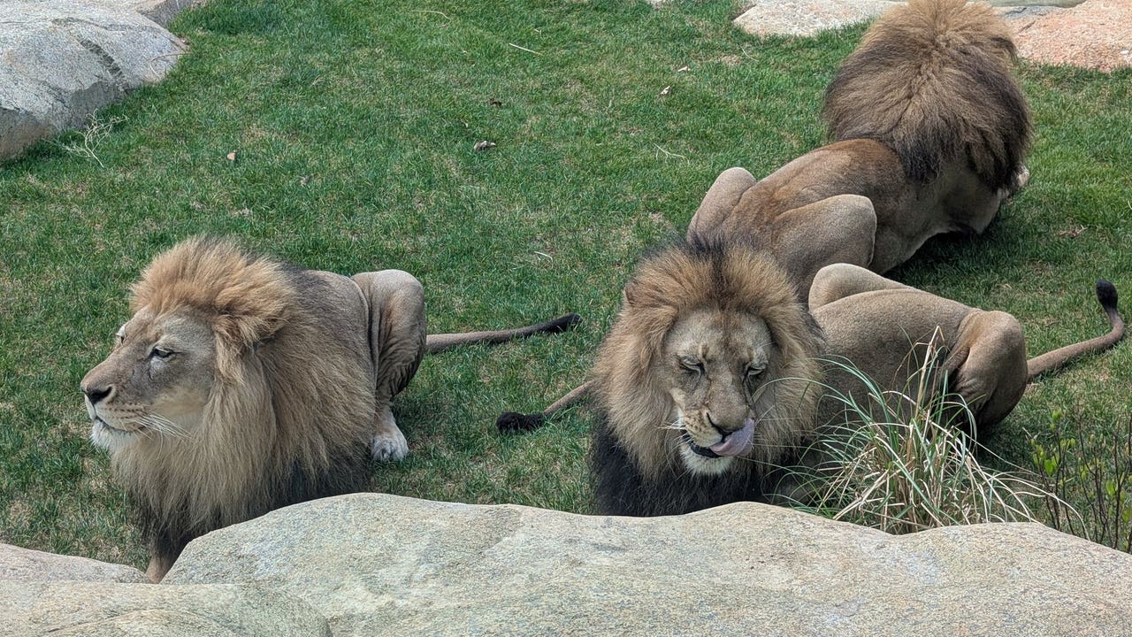 Zoo Atlanta shows 'pride' in new African lion habitat