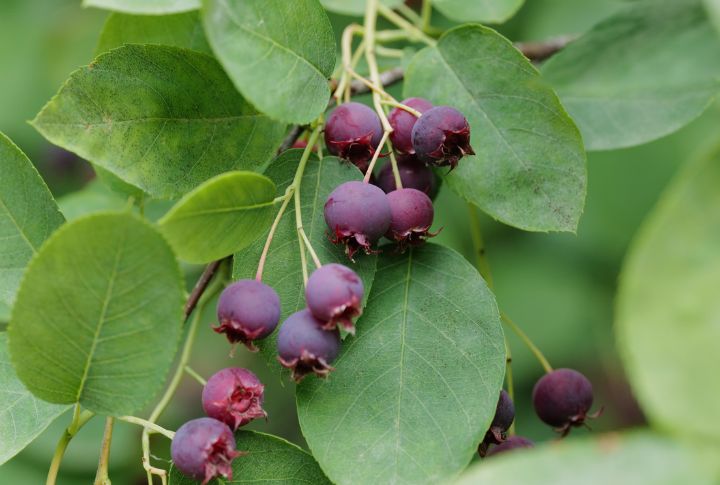 Attract more bluebirds with these 10 smart plant picks