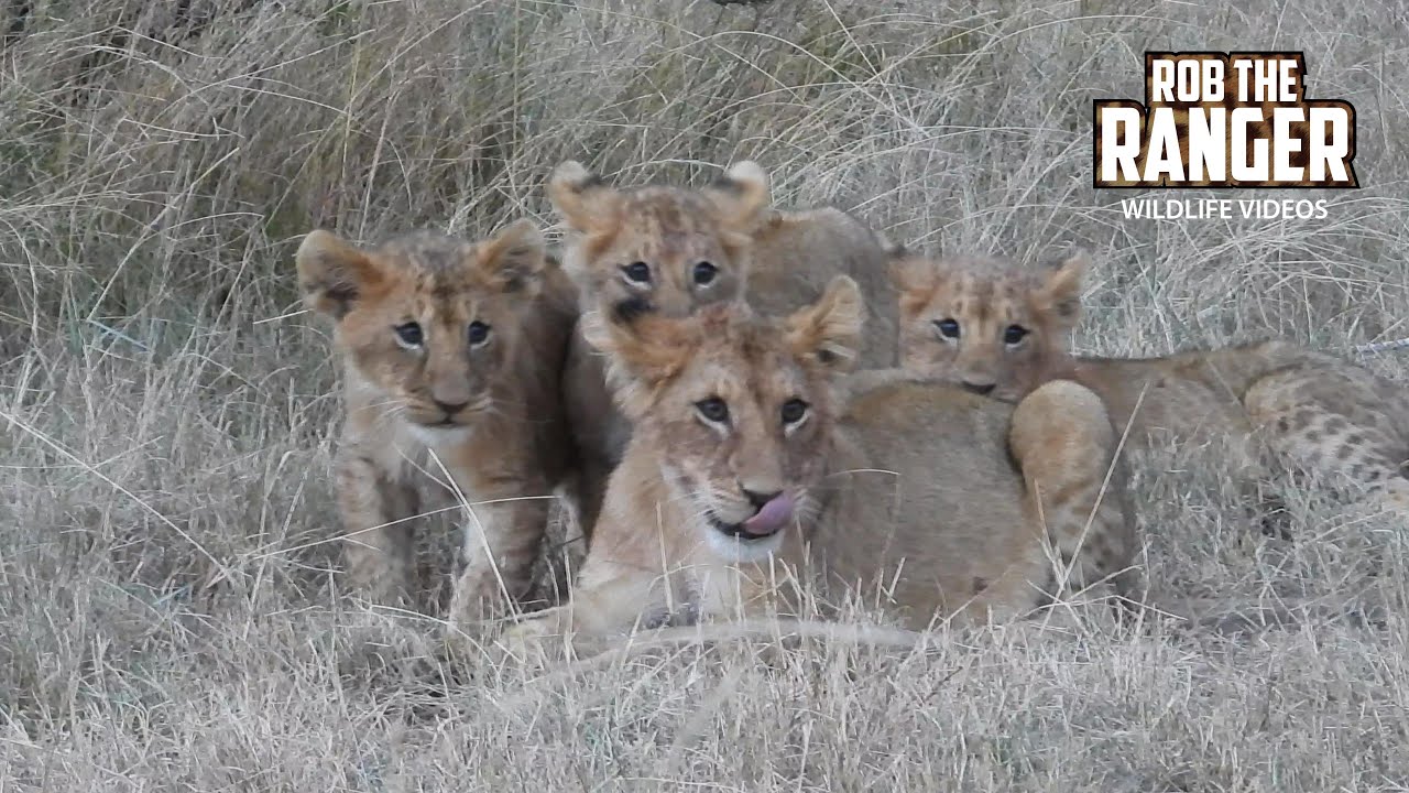 Lion Cubs Finish Warthog Meal in the Shade