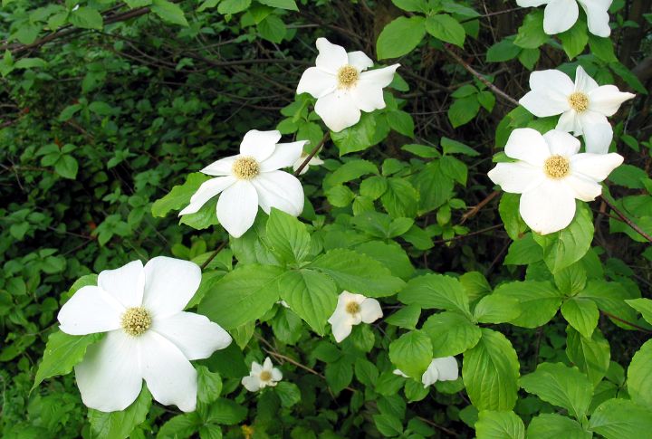 Attract more bluebirds with these 10 smart plant picks