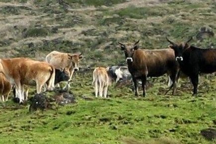 Abandoned for 150 Years, These Island Cows Evolved in a Way No One Expected