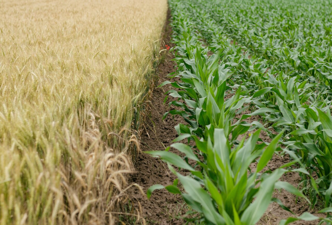 Crops predictably select growth boosting microbes regardless of soil ...