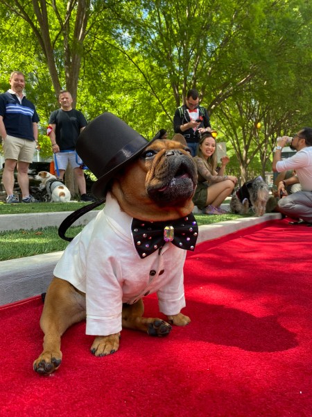Fancy dogs. Dressed to the nines. The Midtown Mutt Gala returns May 4.