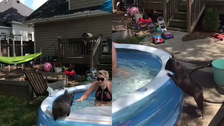 Watch Dog Keep Trying and Failing to Jump In