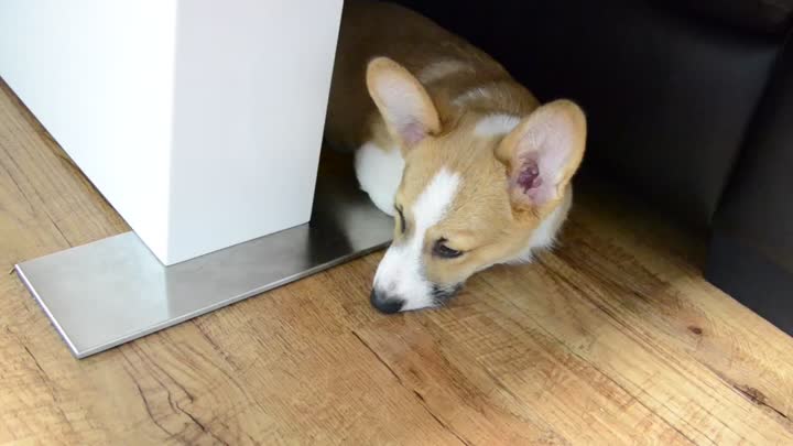 Dog Finds the Perfect Spot to Sprawl on the Floor
