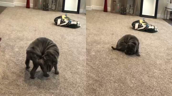 This Wrinkly Pup’s Tail-Chasing Escalates Fast