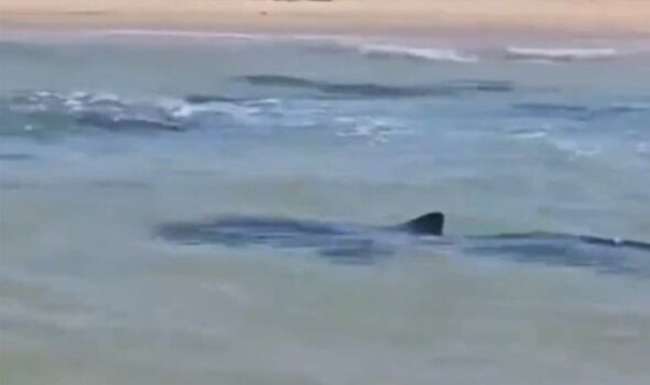 Diver missing after horror shark attack in the Med