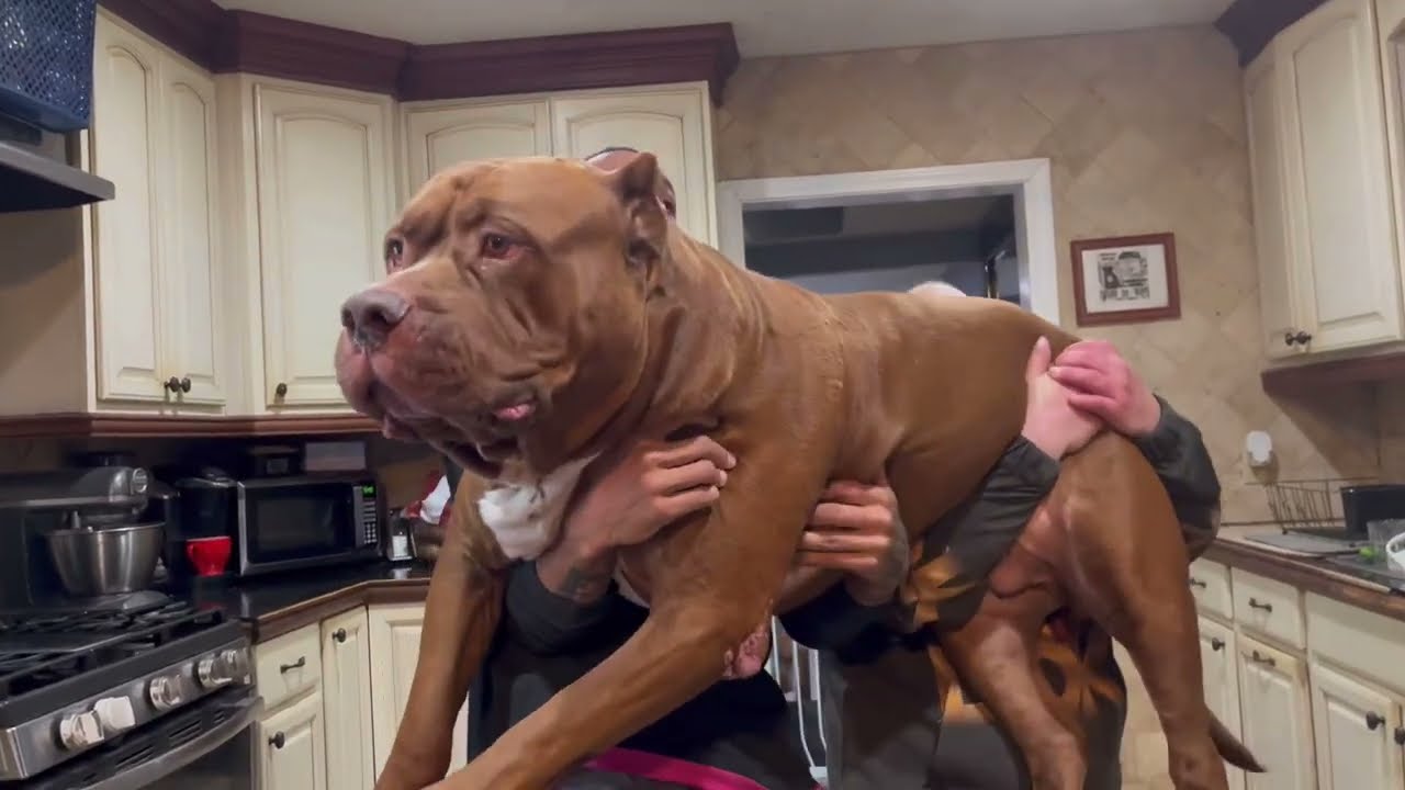 Watch Me Lift My Giant Dogs—It Takes Two People