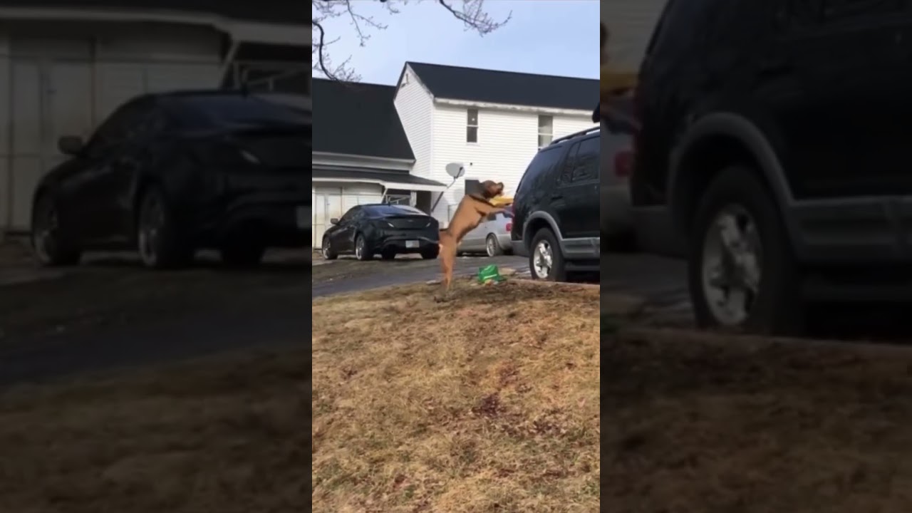 Pit bull breaks a car window on impact during intense training