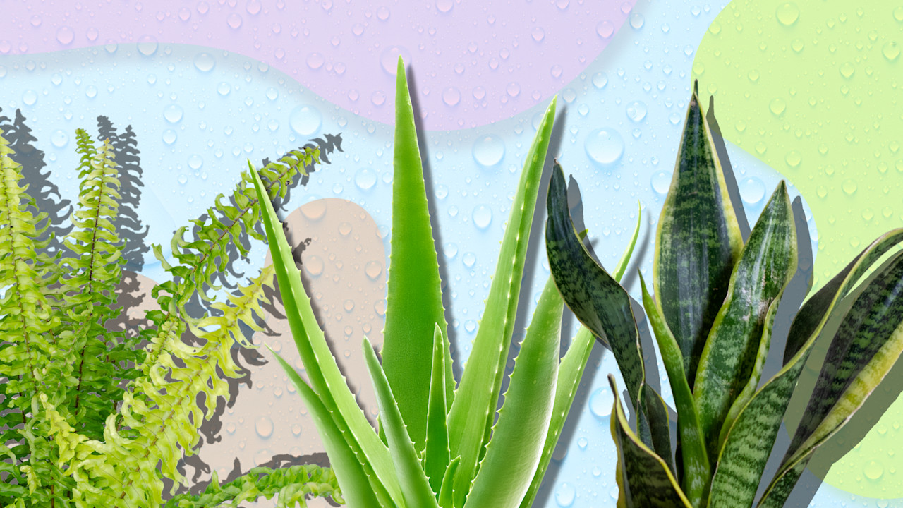 Combat spring condensation with these moisture-reducing plants