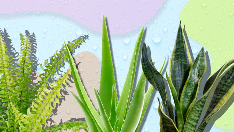 Combat spring condensation with these moisture-reducing plants