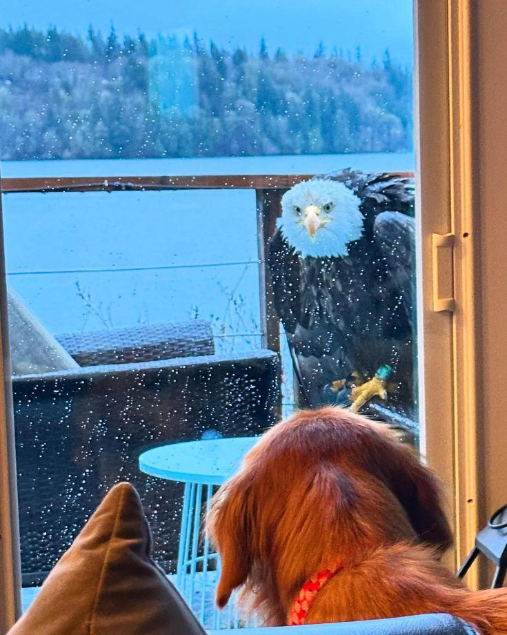Homeowners capture stunning video of bald eagle in standoff with their ...
