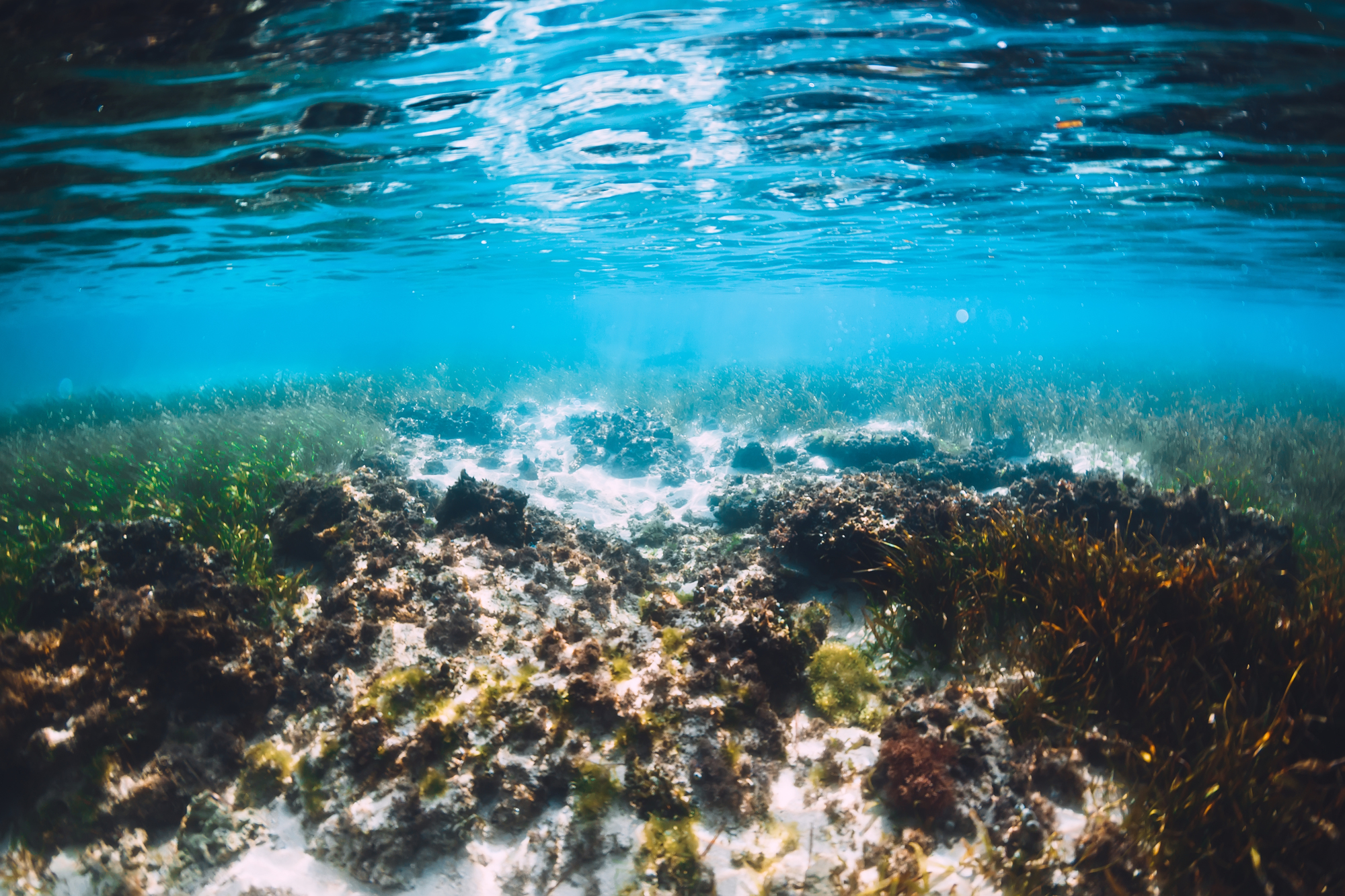 10 strange things that have been found in the deepest parts of the ocean