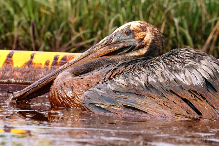 15 years after the BP oil spill disaster, how is the Gulf of Mexico faring?