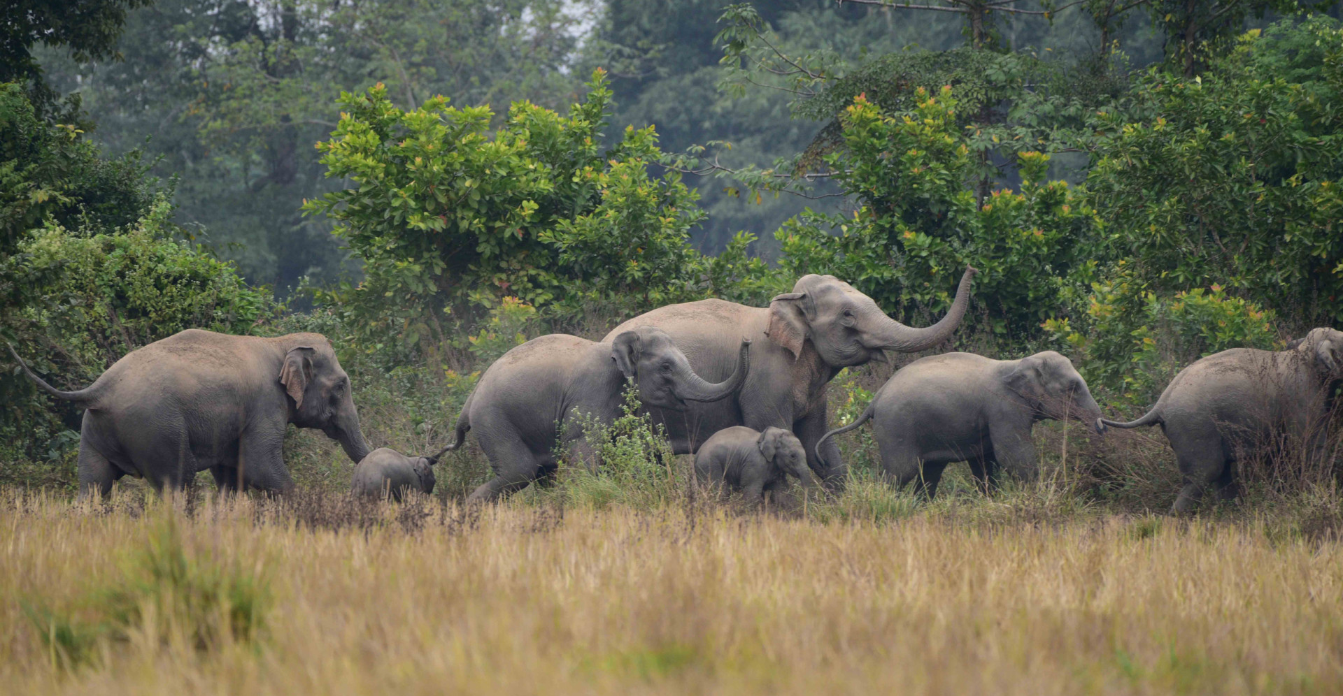 Why don't animals cross the imaginary Wallace Line?