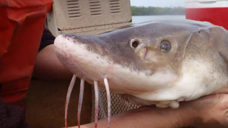 Prehistoric fish making decades-long comeback in Missouri