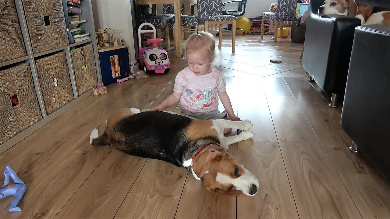 Baby’s gentle moments with her adorable dogs