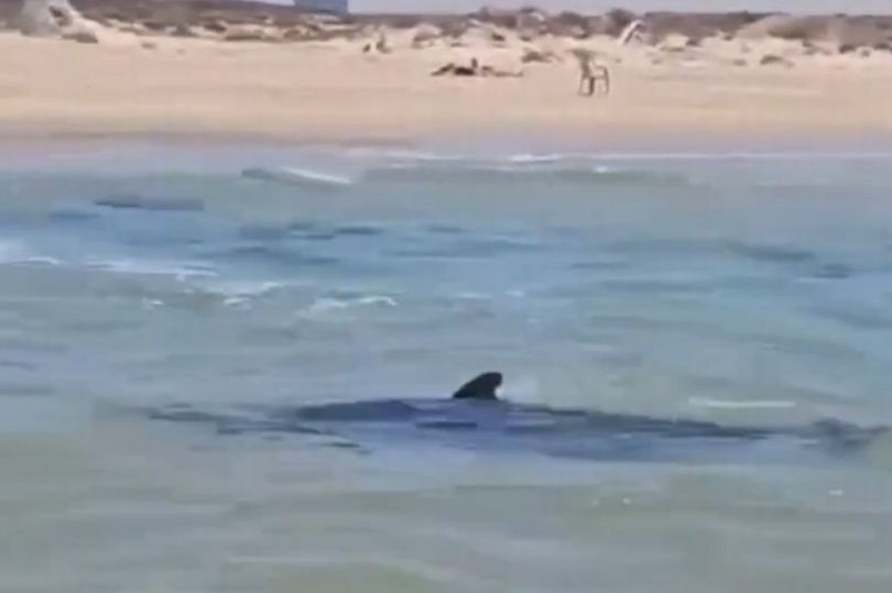 Missing swimmer's chilling last words before shark drags him out to sea