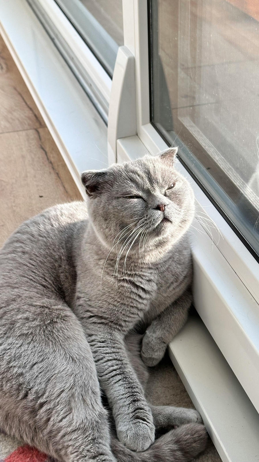 Independent cat breeds perfect for busy owners