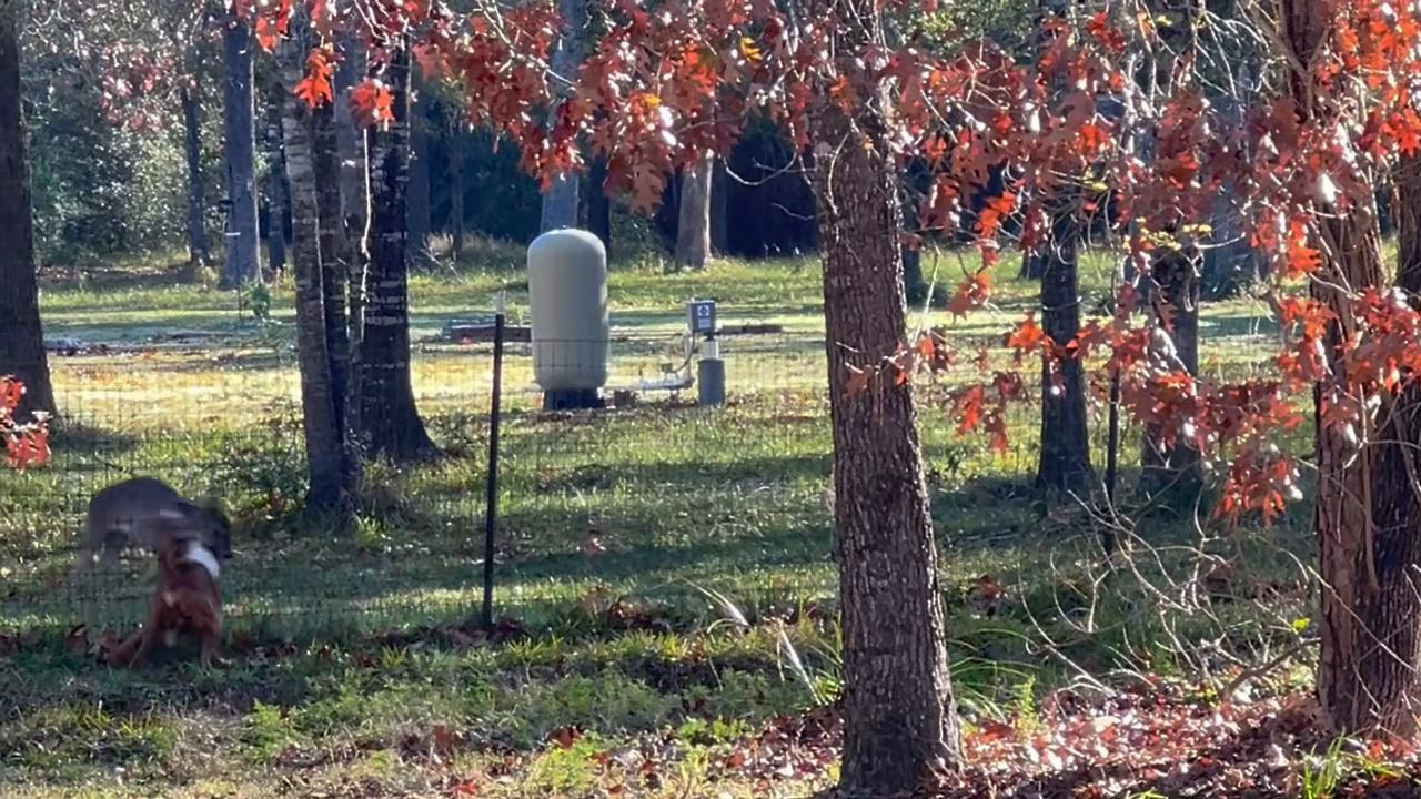 Dog Plays With Friendly Deer