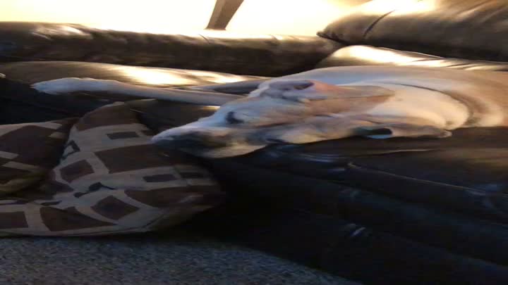 Dog’s Couch Nap Ends With Sudden Human Scream