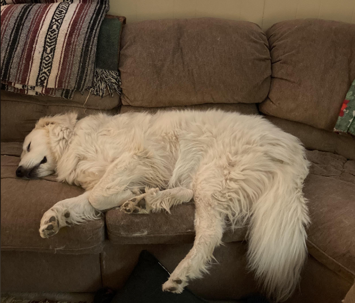 17 Stories That Prove Life With Pets Is Never Ever Boring