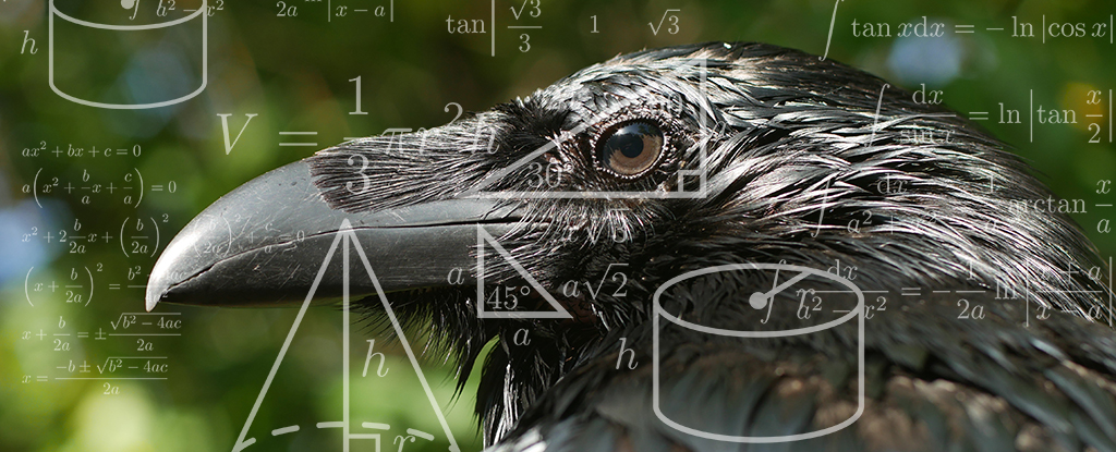 Crows Are So Smart They Can Identify Geometric Shapes, Study Finds