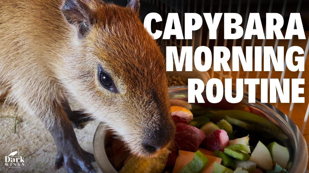 Baby Capybara Breakfast & Morning Routine