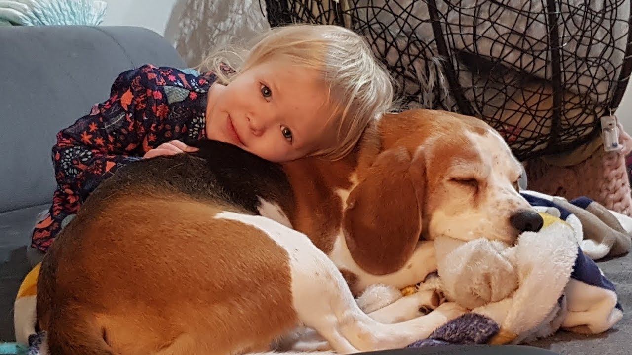 The Unconditional Love of a Beagle Dog: Prepare for Cute Overload