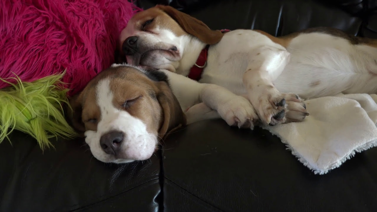 4 reasons my dogs are not your typical beagles